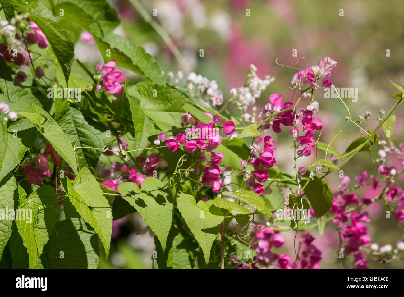 Close up of Small Pink mix white flower , Mexican creeper flower Stock ...
