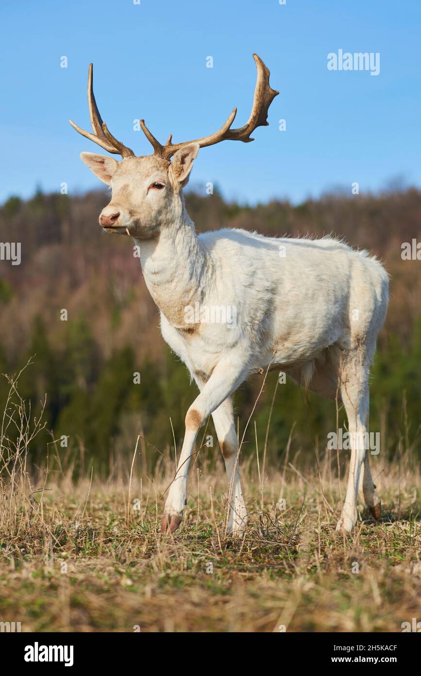 White Fallow deer buck (Dama dama) on a meadow, captive; Bavaria ...