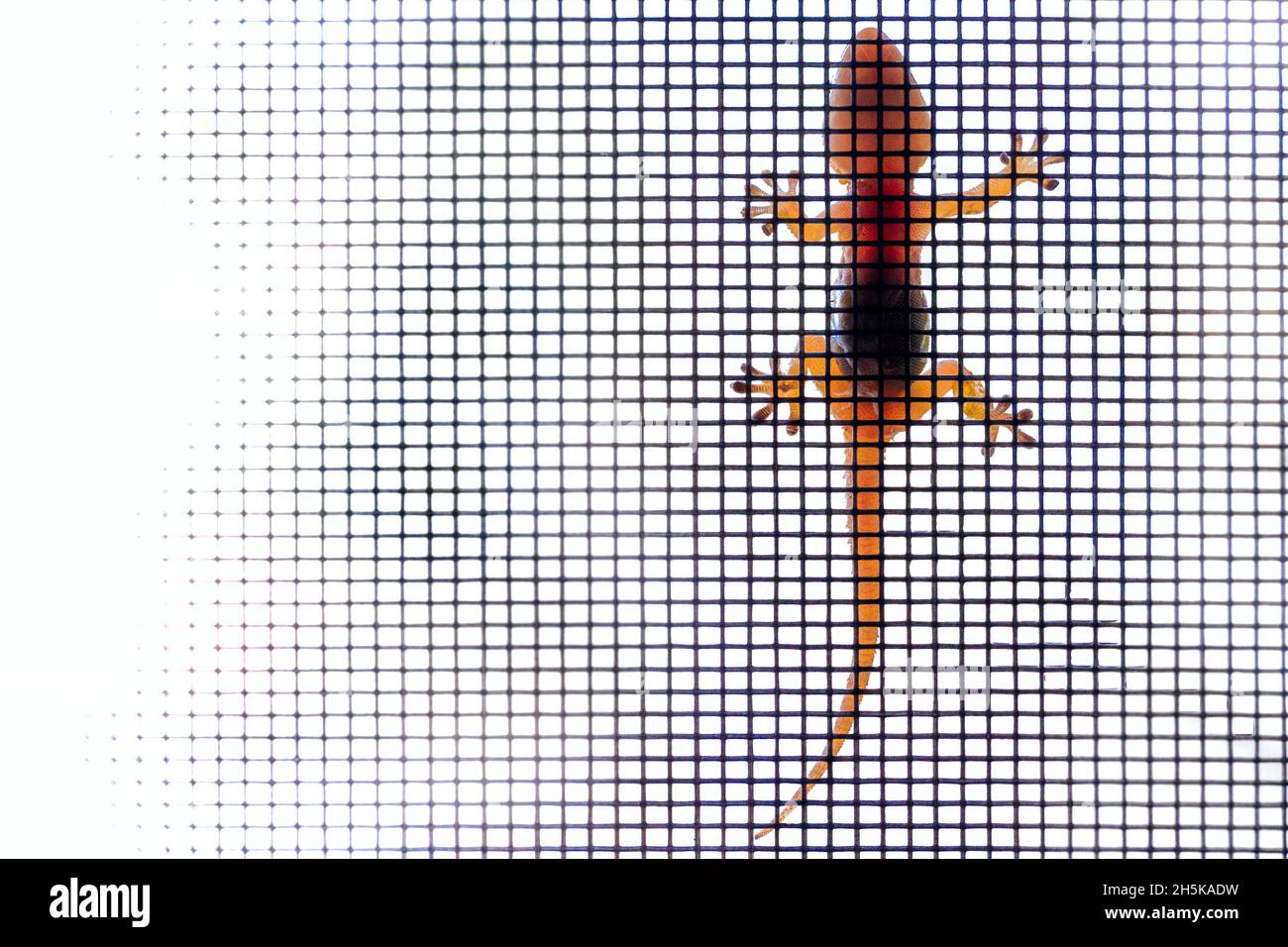 Graphic exotic hi-res stock photography and images - Alamy