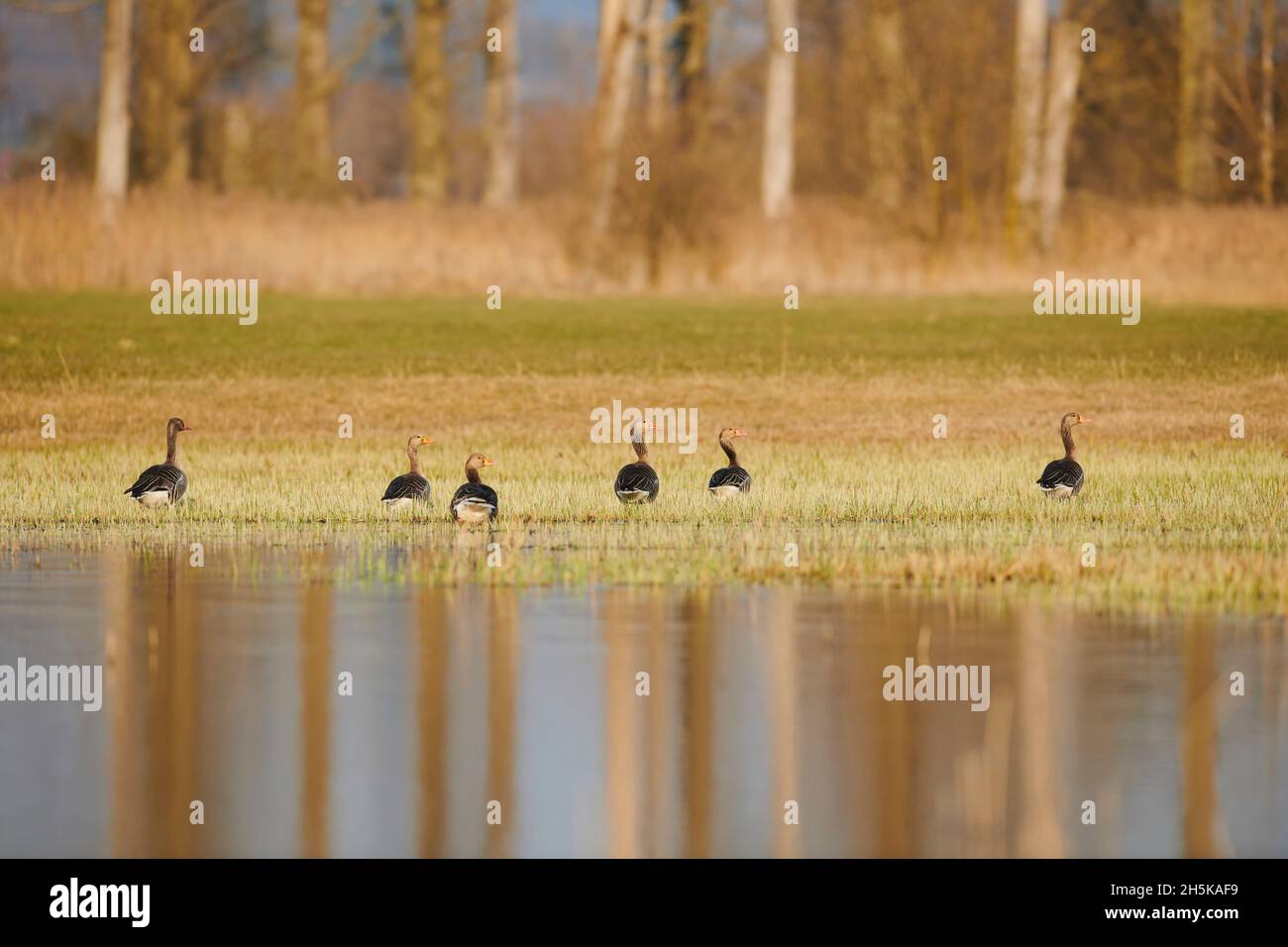 A flock of Greylag geese (Anser anser) on the grass beside a lake ...