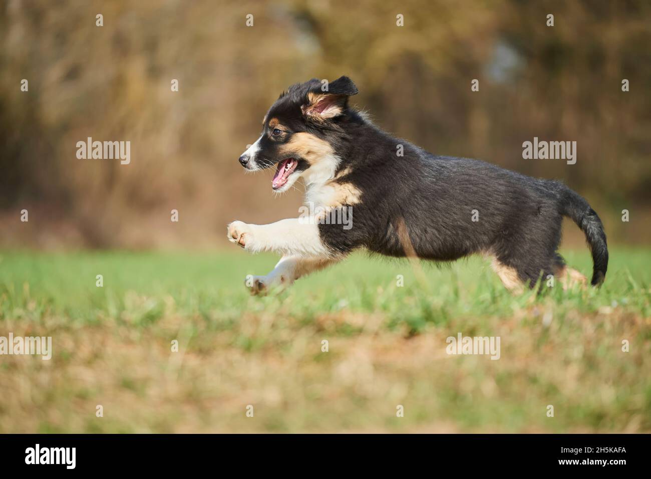 Leaping australian shepherd hi-res stock photography and images - Alamy