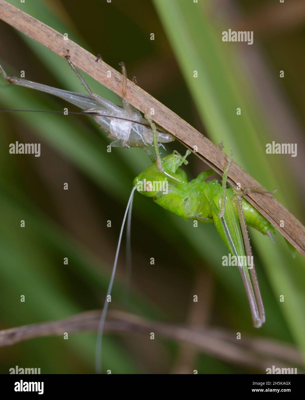 molt, just born grasshopper hatching from its chrysalis, on a plant ...