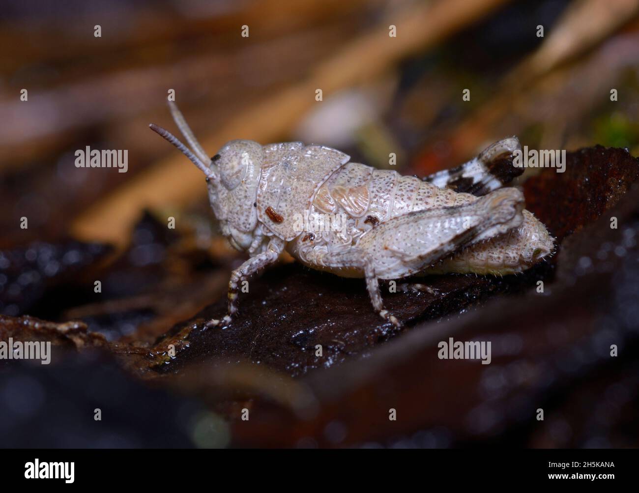 Blue winged grasshopper Oedipoda caerulescens sitting on a ground Stock Photo - Alamy