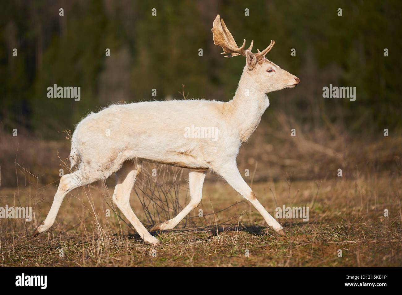 White Fallow deer buck (Dama dama) on a meadow, captive; Bavaria ...