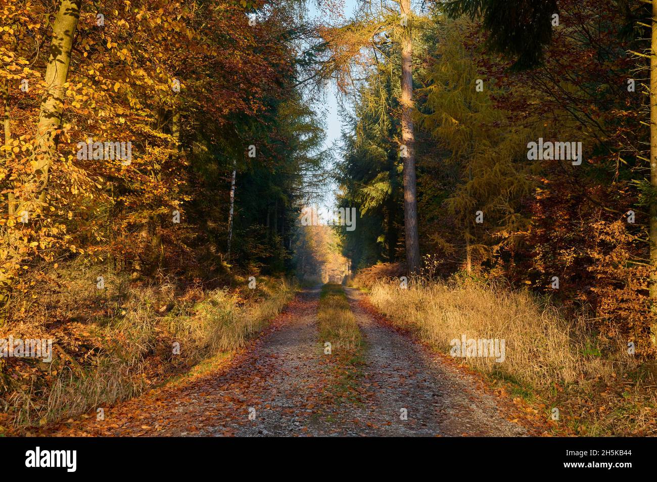Path through an autumn coloured forest; Odenwald, Hesse, Germany Stock ...
