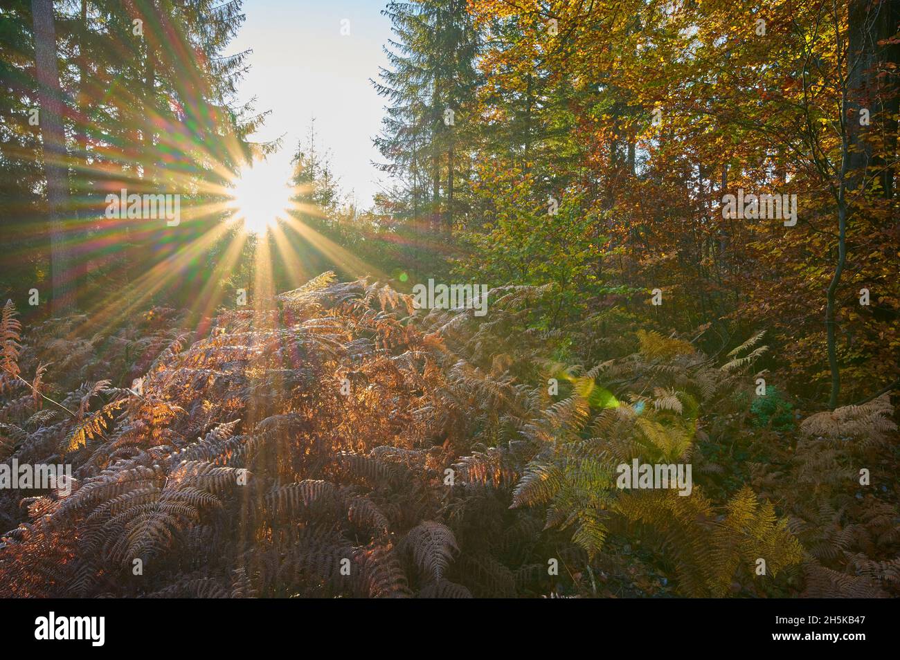 Bright sun in autumn forest hi-res stock photography and images - Alamy