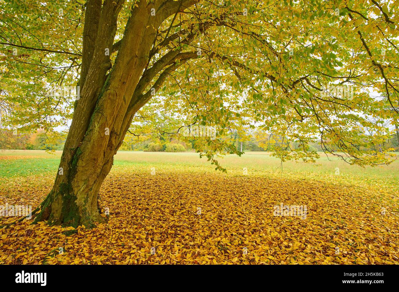 Hornbeam tree autumn hi-res stock photography and images - Alamy