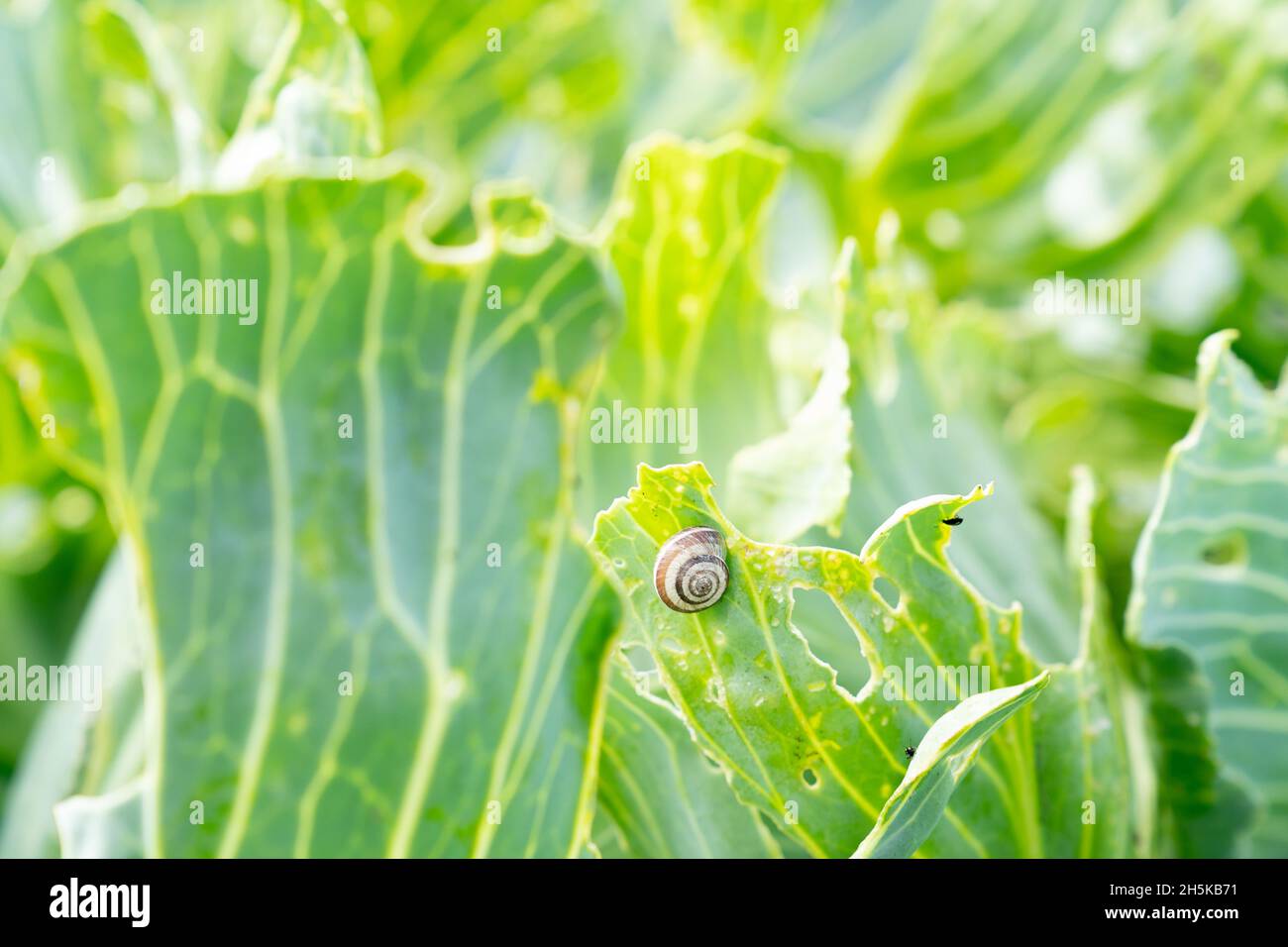 Cabbage snail hi-res stock photography and images - Alamy