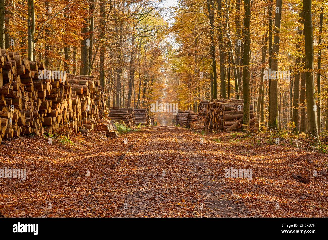 Logging path hi-res stock photography and images - Alamy