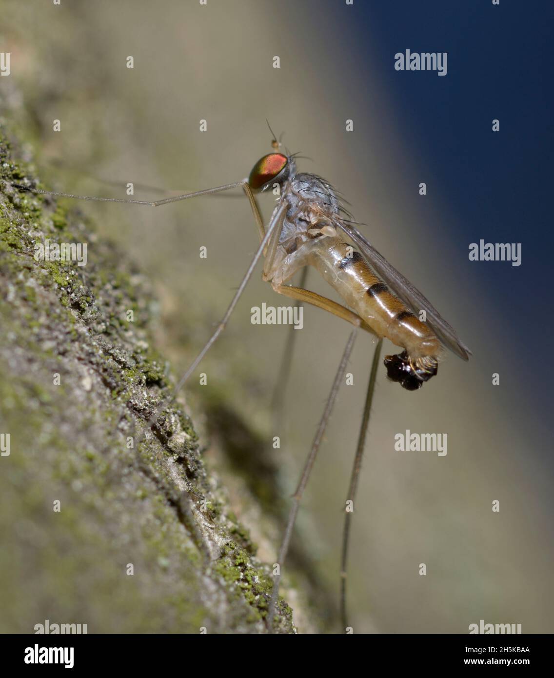 long legged fly Neurigona sitting on a tree trunk Stock Photo - Alamy