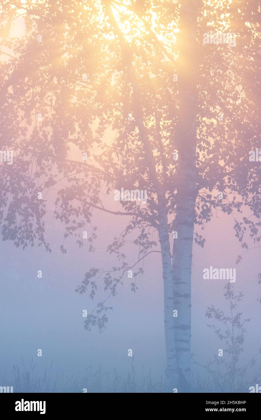 Lonely Birch tree in a foggy sunset with pastel colors Stock Photo - Alamy