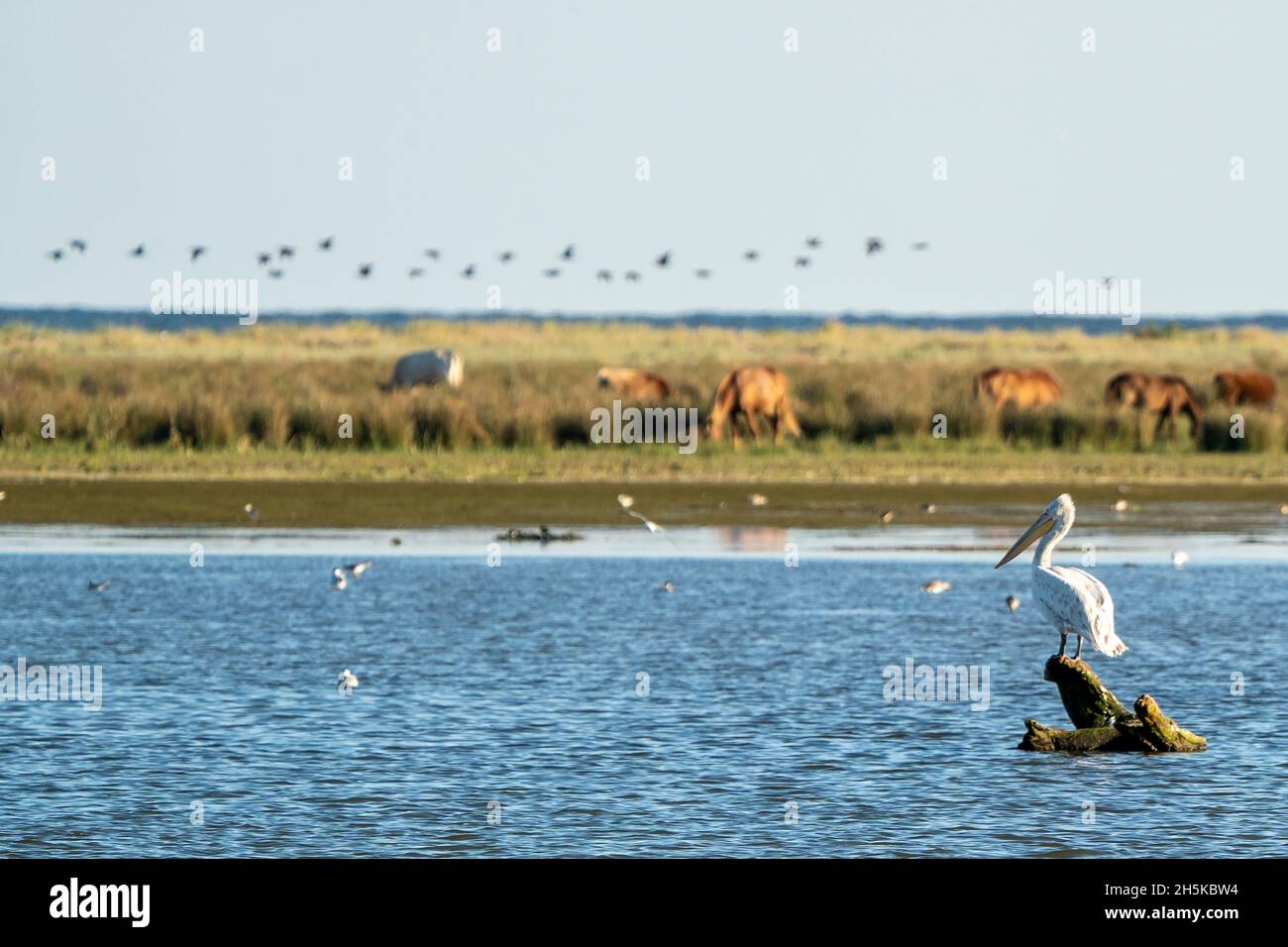 Pelican and horses in wetlands of the Delta Dunaril near Sfantu ...