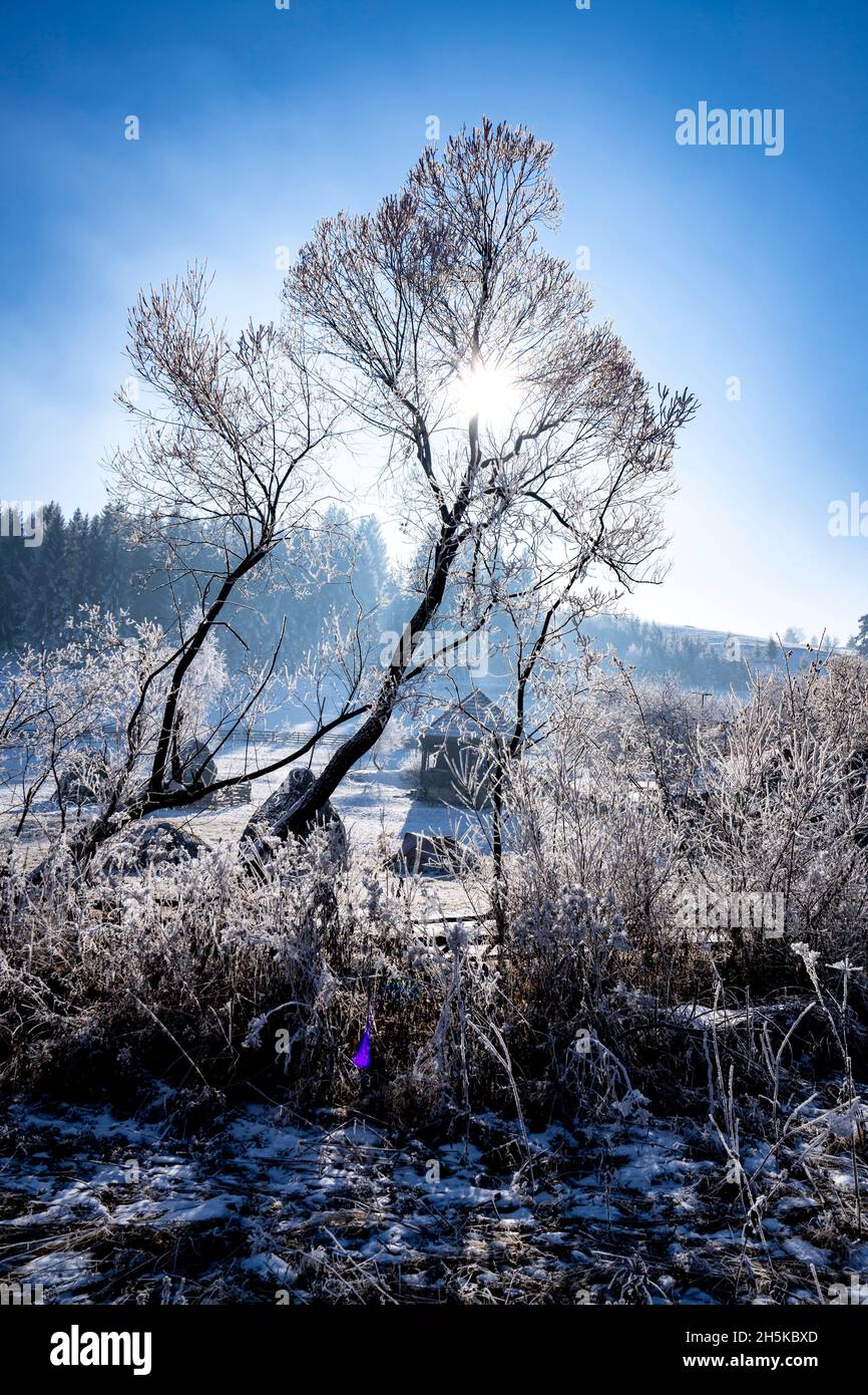 Winter landscape of snow and trees with hoar frost in rural ...