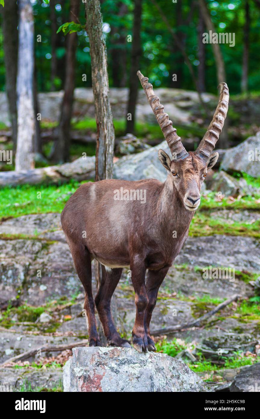 Ottawa forest hi-res stock photography and images - Alamy