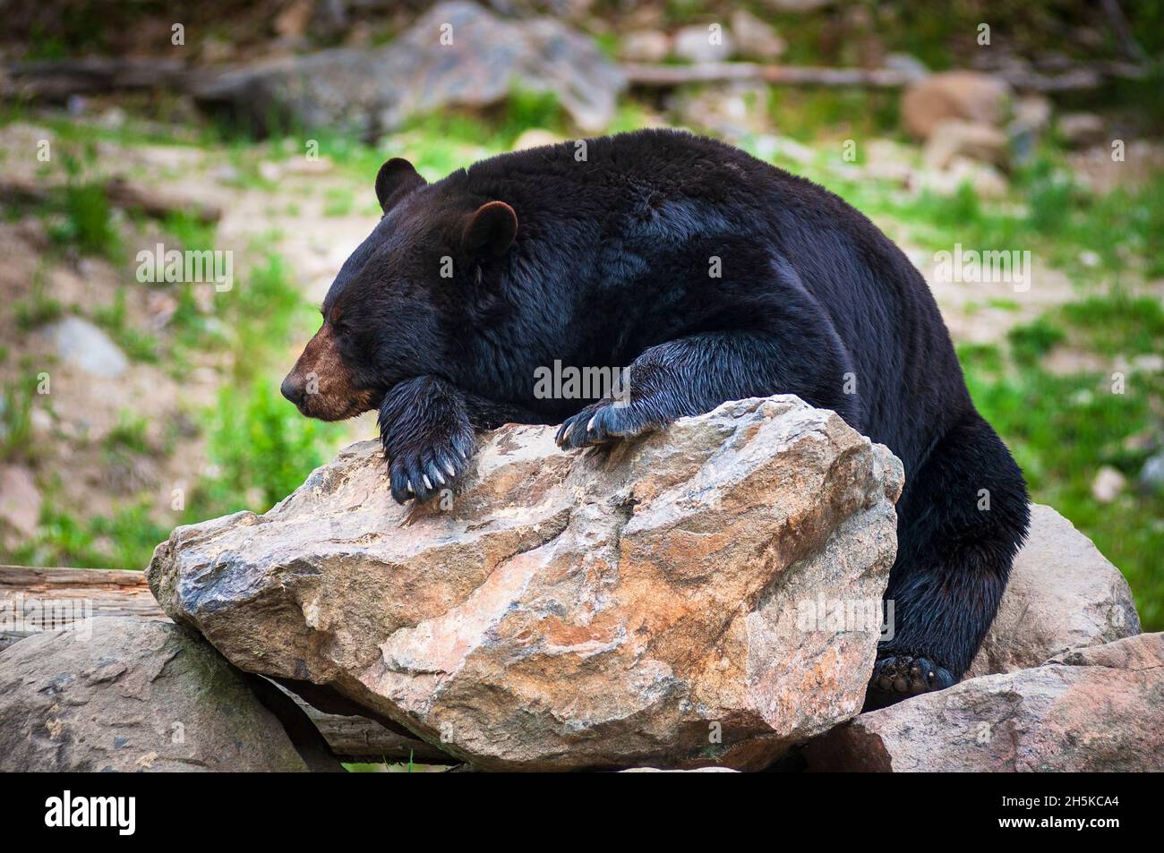 Black bear (Ursus Americanus) sitting and leaning on a boulder in Omega ...