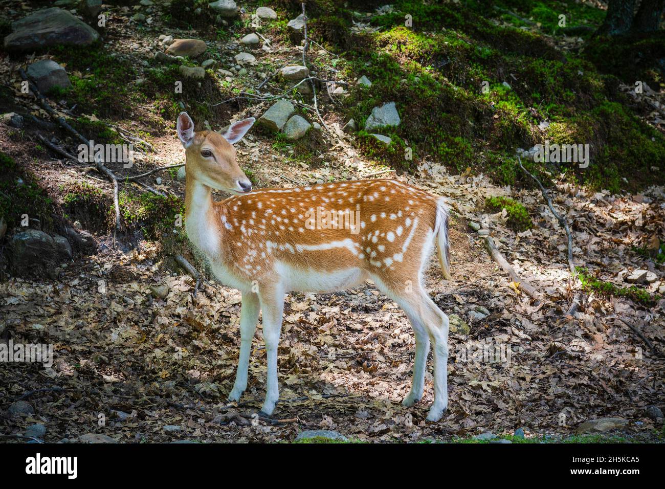 Fallow deer doe stands in Omega Park; Montebello, Quebec, Canada Stock ...