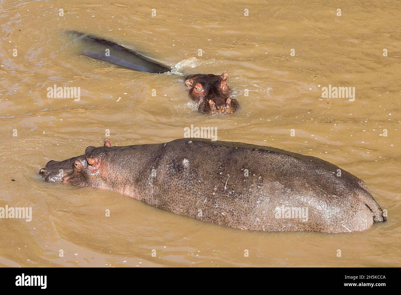 Hippopotamus (Hippopotamus amphibius) in a river spotted on safari in ...