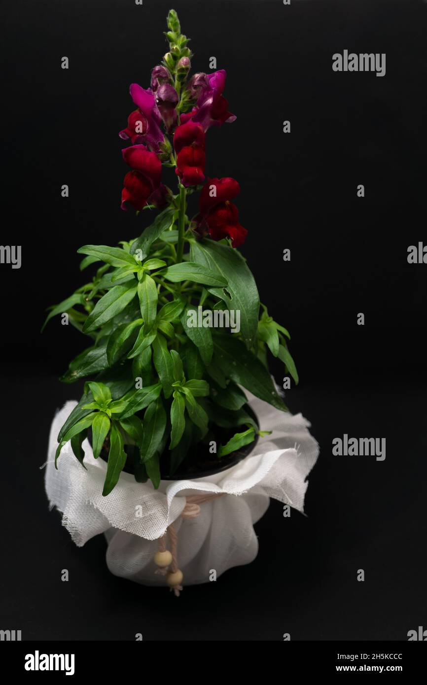 Snapdragon potted or potted dragon flower plant isolated in black Stock ...