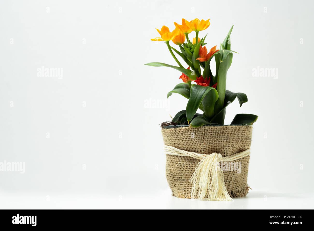 Orange Lily natural pot plant white background Stock Photo - Alamy