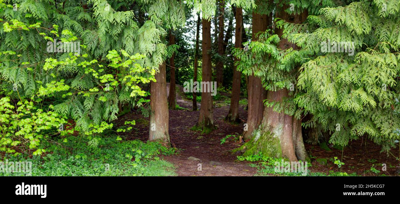 Lush foliage in a forest with a path leading into the wooded area off ...