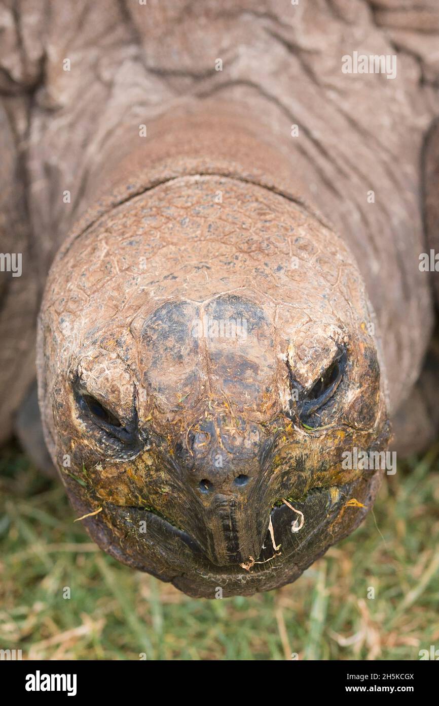 African mountain tortoise hi-res stock photography and images - Alamy