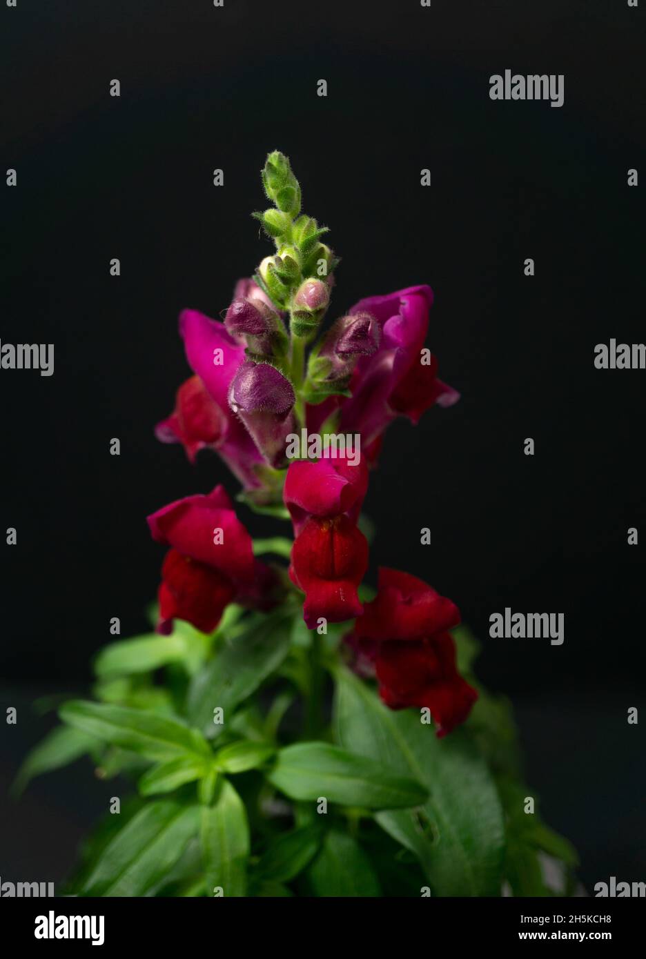 Snapdragon potted or potted dragon flower plant isolated in black Stock ...