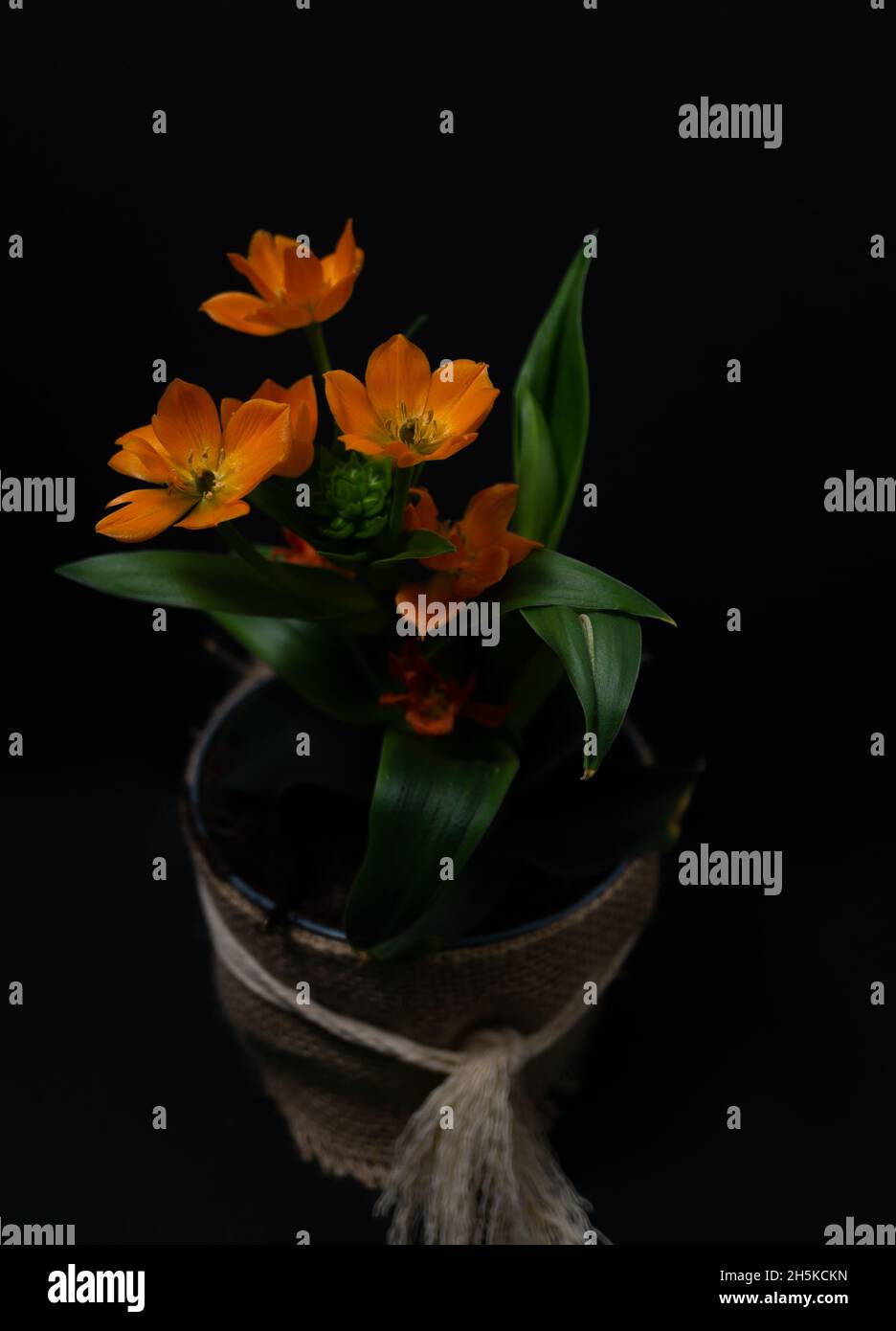 Orange Lily natural pot plant in black Stock Photo - Alamy
