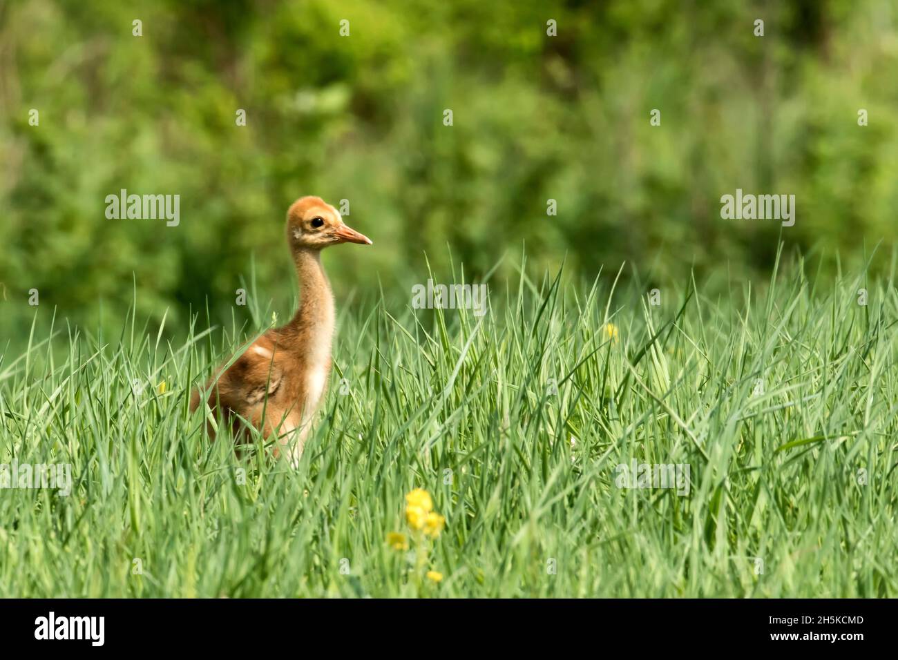 Baby crane hi-res stock photography and images - Alamy