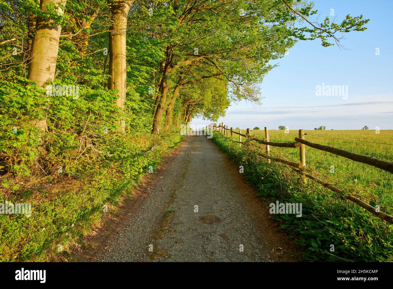 Road at the edge of the forest in spring; Mulben, Waldbrunn, Odenwald ...