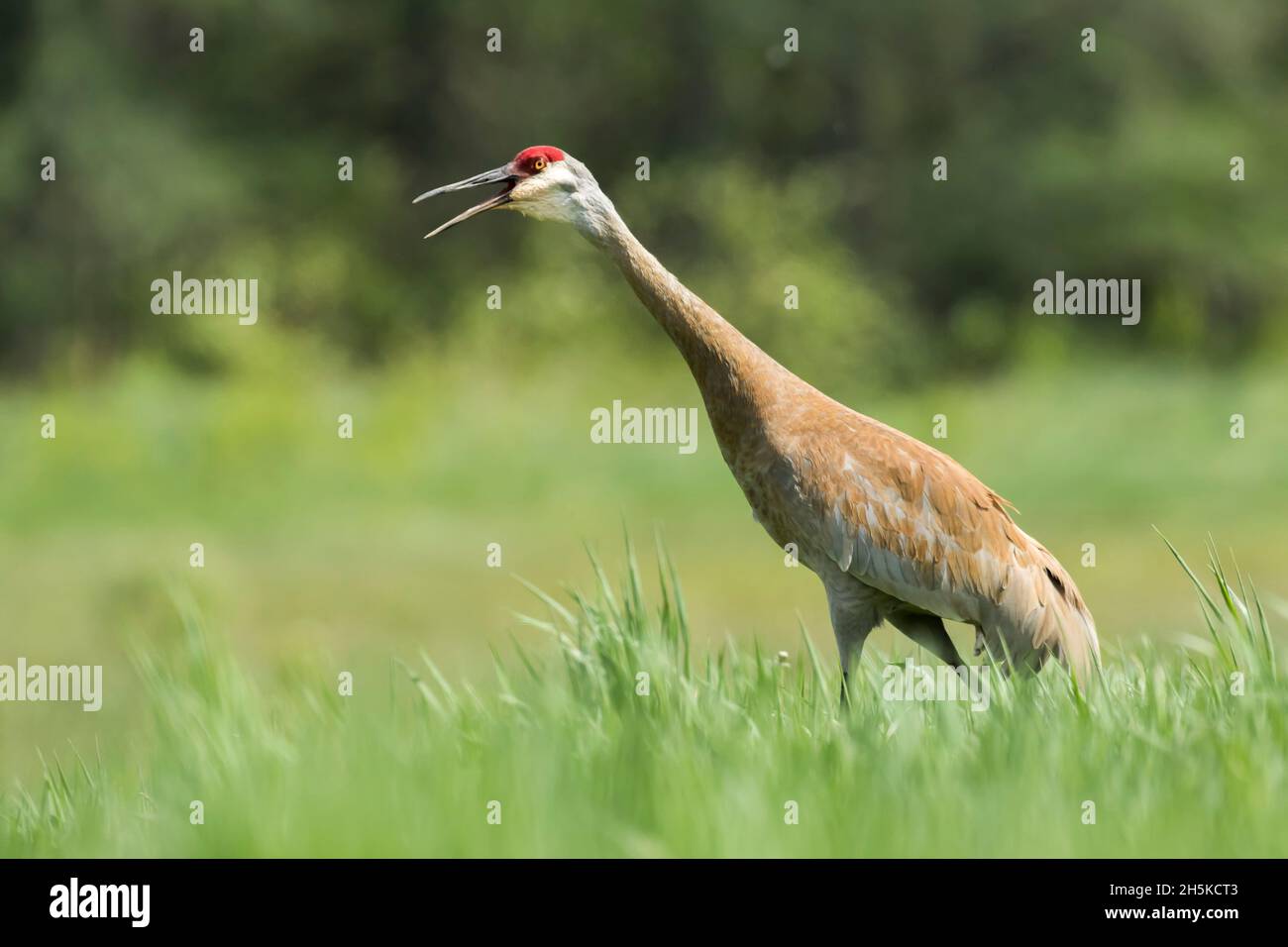 La mauricie hi-res stock photography and images - Alamy