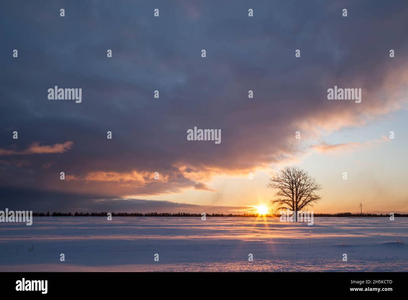 Lone tree with mist at sunrise; Rudyard, Michigan, United States of ...