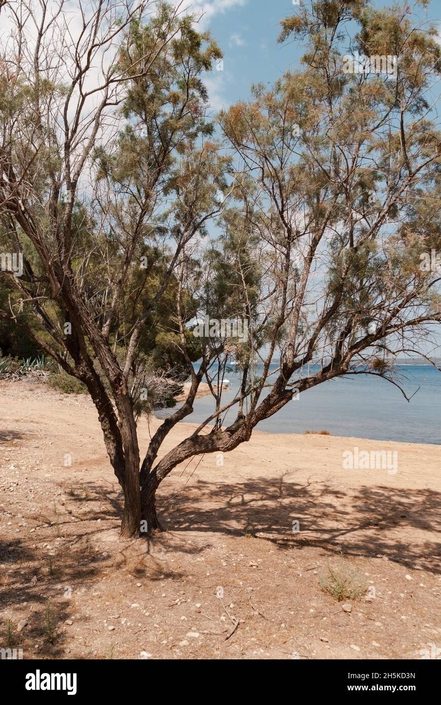 Sandy beach tree branch hi-res stock photography and images - Alamy