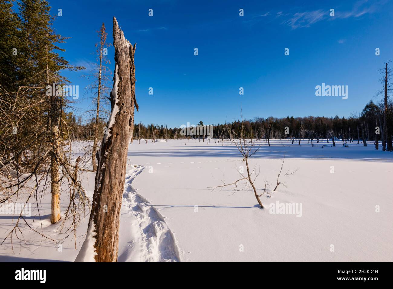 Snowy landscape in the Laurentides with a single set of tracks running ...