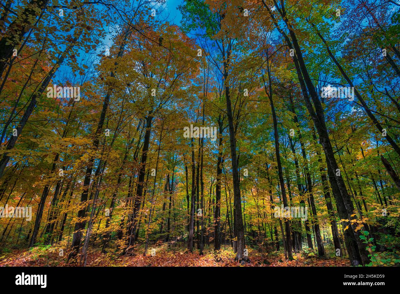 Colourful autumn foliage in a forest in the Laurentides; Quebec, Canada ...