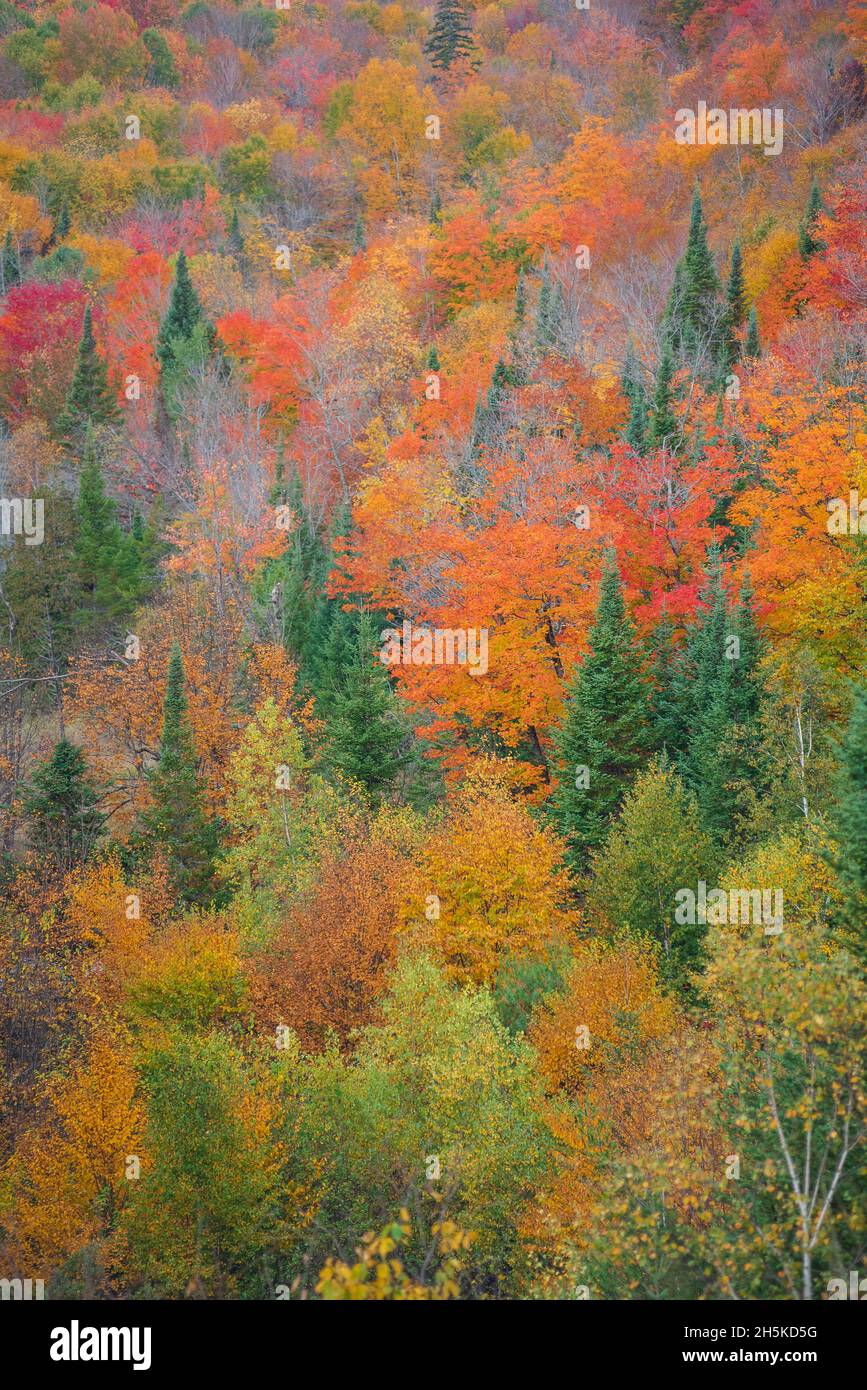 Patchwork of autumn colours in a forest in the Laurentides; Quebec ...