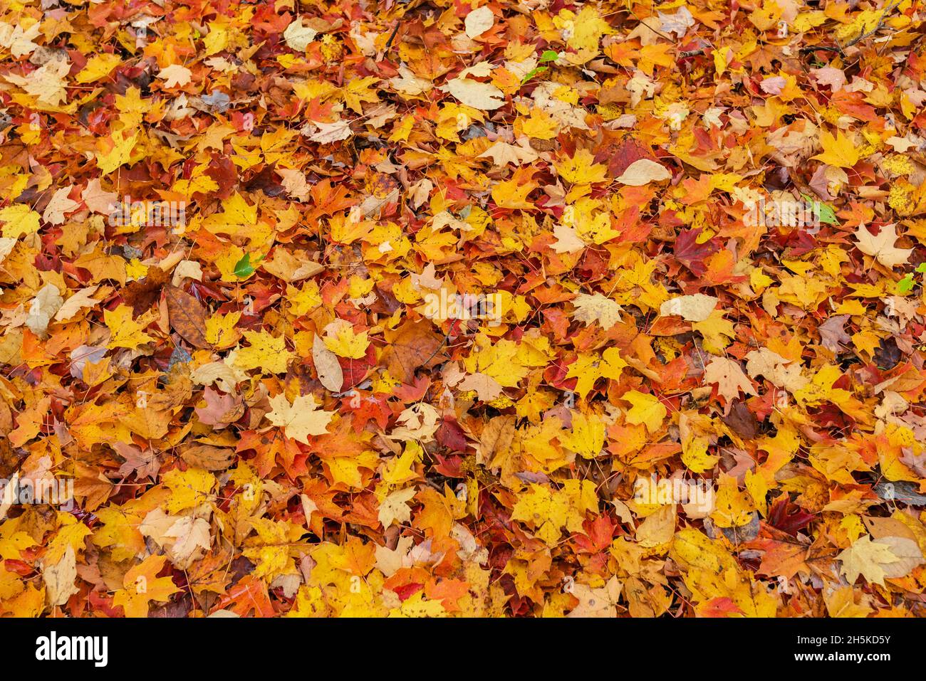 Autumn coloured fallen leaves covering the ground; Quebec, Canada Stock ...