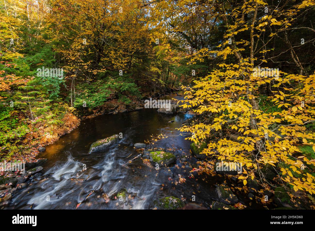 Wild river flowing through a forest in autumn in the Laurentides Region ...