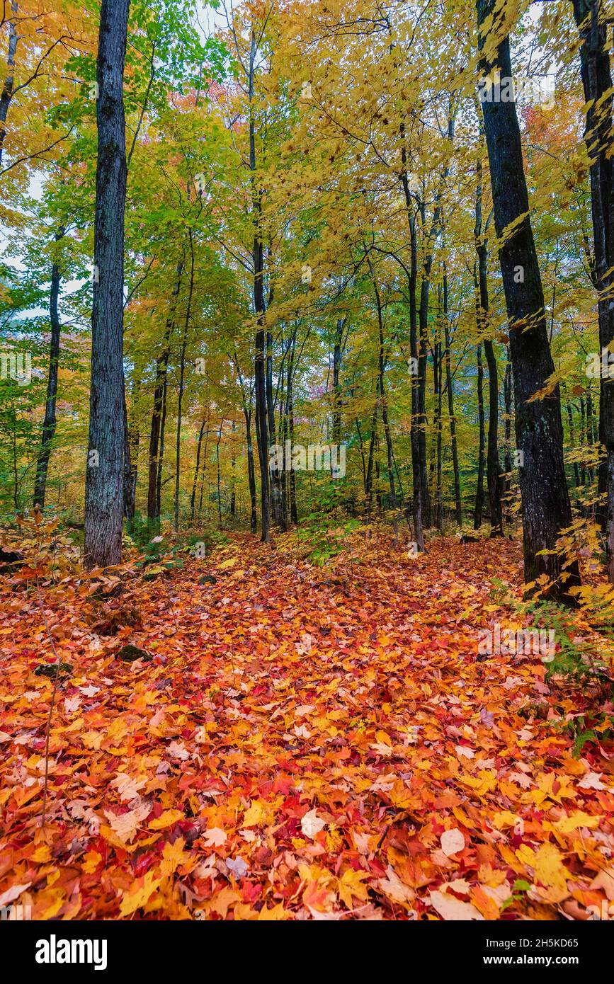 Autumn coloured fallen leaves covering the ground of a forest; Quebec ...