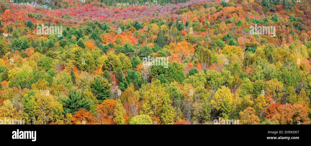 Patchwork of autumn colours in a forest in the Laurentides; Quebec ...