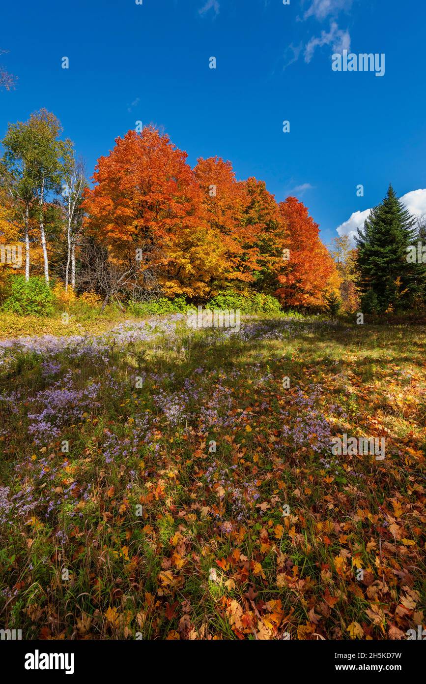 Autumn coloured foliage in the Laurentides; Quebec, Canada Stock Photo ...