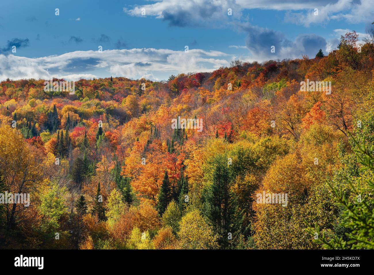 Autumn coloured foliage in the Laurentides; Quebec, Canada Stock Photo ...