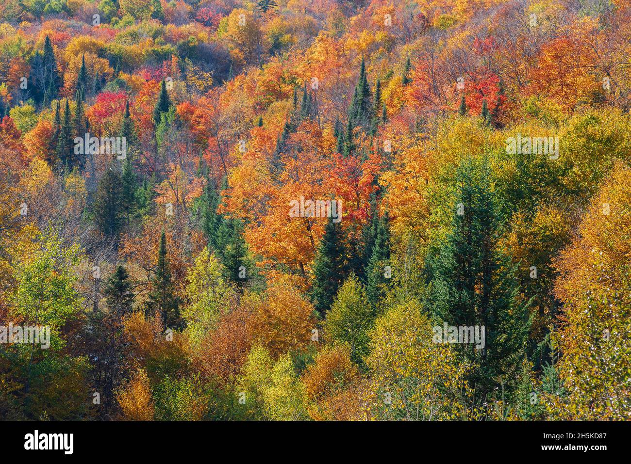 Patchwork of autumn colours in a forest in the Laurentides; Quebec ...