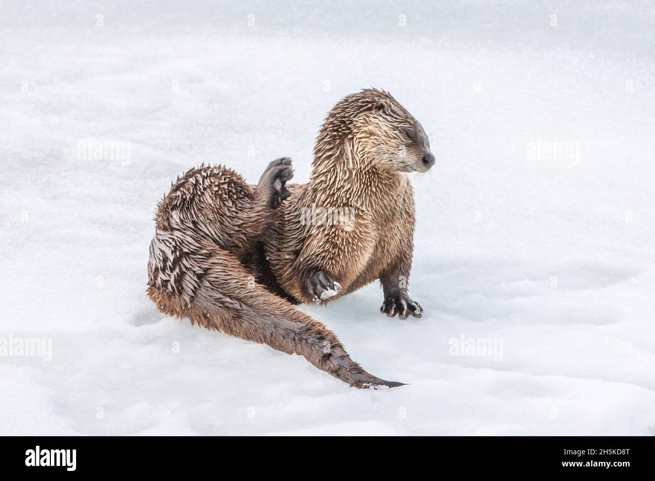 North American river otter (Lutra canadensis) lying on the ice ...