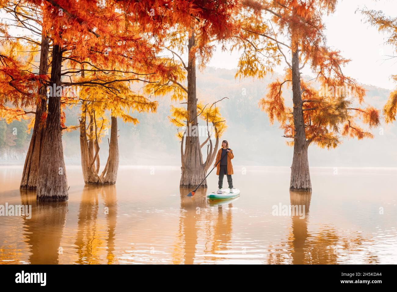 Woman on stand up paddle board at the lake with Taxodium trees in ...
