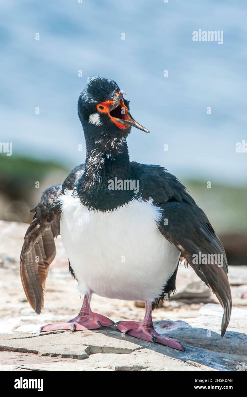 Portrait of a blue-eyed shag (Phalacrocorax atriceps)standing on the ...