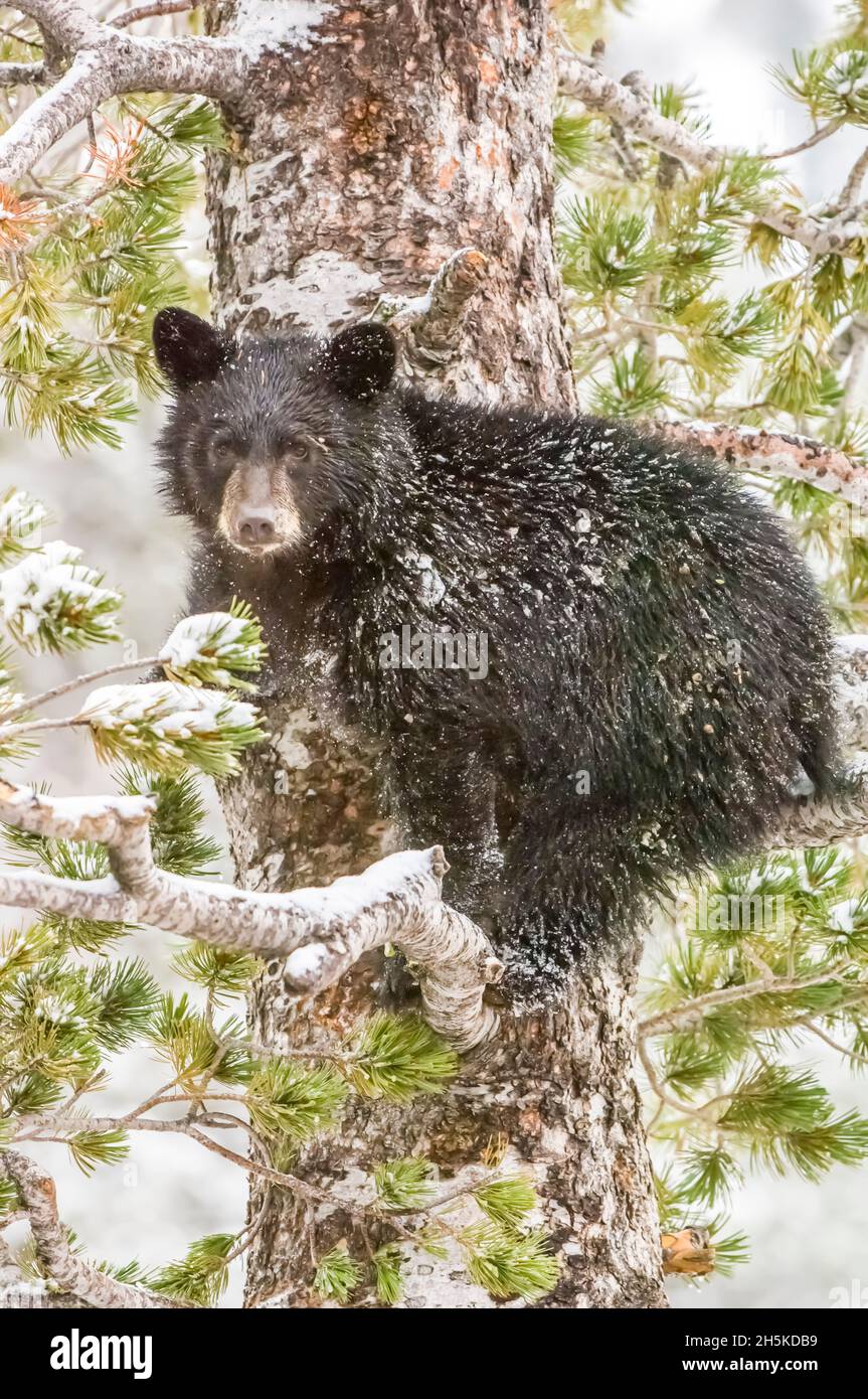 Black pine animal park hi-res stock photography and images - Alamy