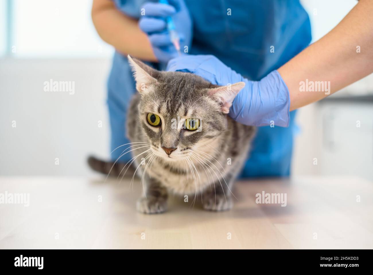 Female veterinarian doctor is giving an injection to a cat Stock Photo ...
