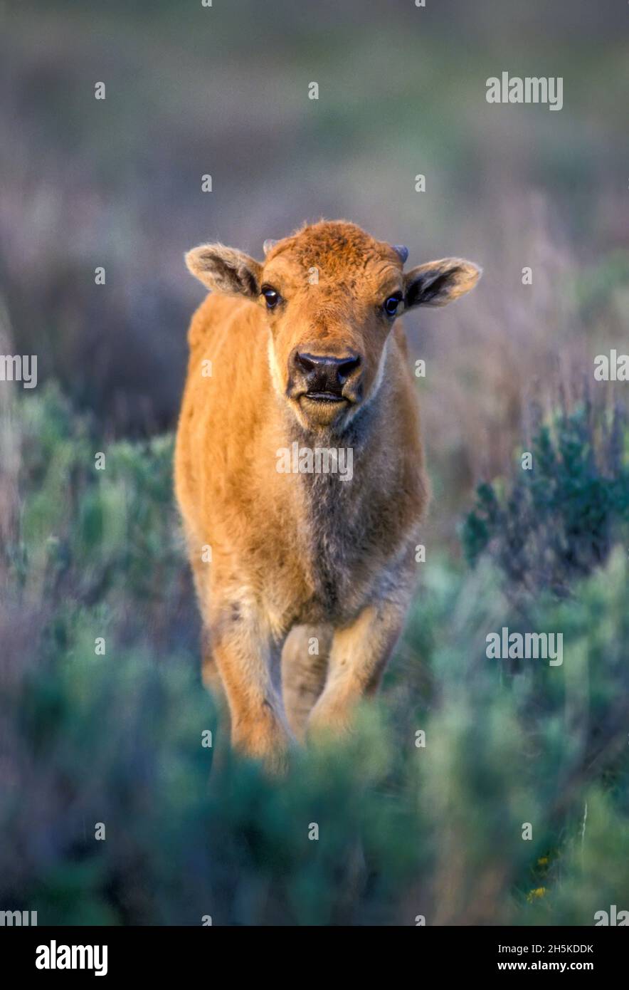 American bison buffalo tourist close hi-res stock photography and ...