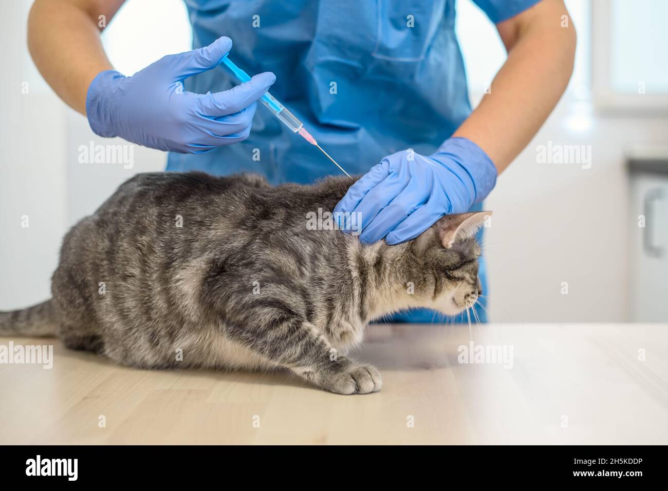 Female veterinarian doctor is giving an injection to a cat Stock Photo ...