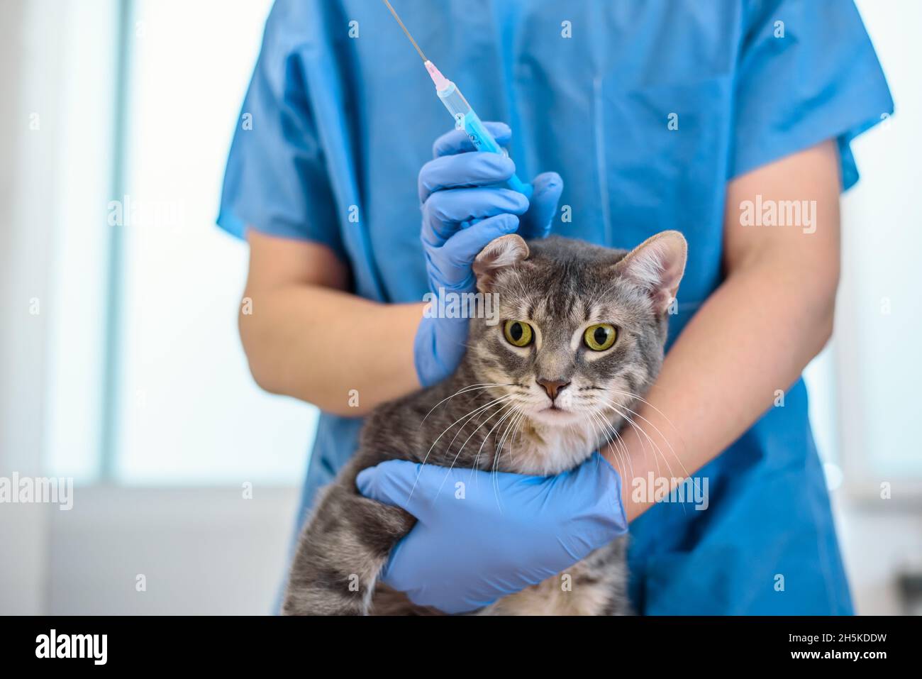 Female veterinarian doctor is giving an injection to a cat Stock Photo ...